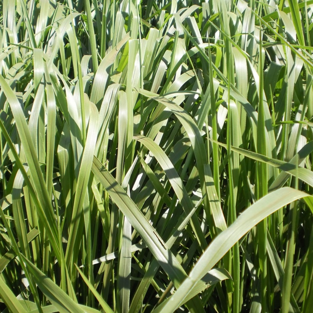 Pastobras | BRACHIARIA BRS PIATÃ